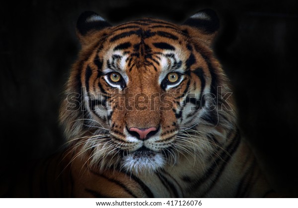 Tiger Action Stock Photo (Edit Now) 417126076