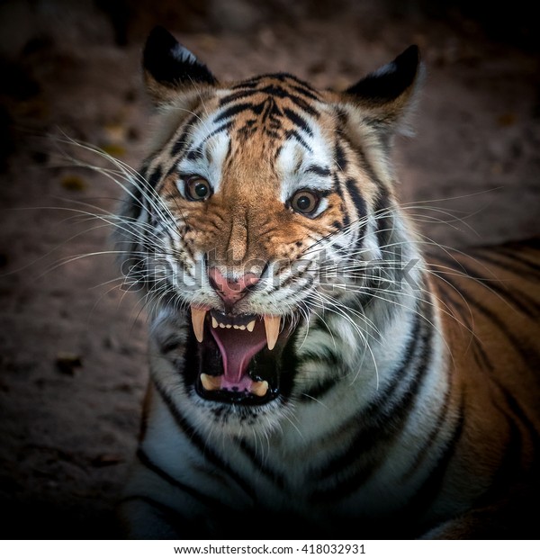 Tiger Action Stock Photo (Edit Now) 418032931