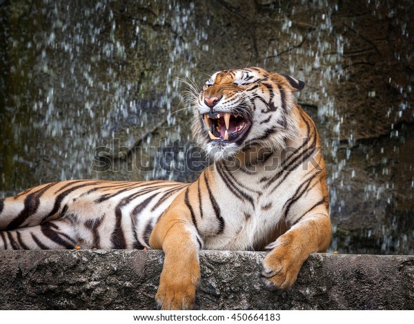 Tiger Action Stock Photo (Edit Now) 450664183