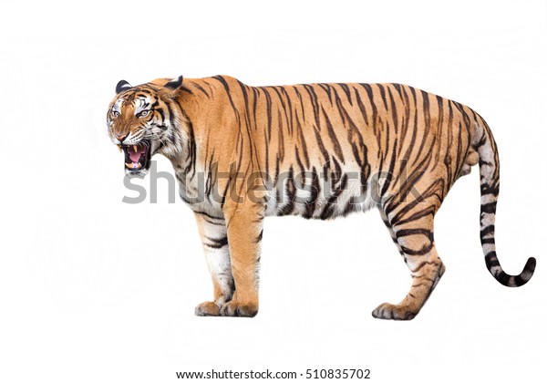 Tiger Action Stock Photo (Edit Now) 510835702