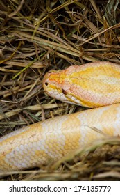 Tiger Albino Python Snake Closeup Outdoor Stock Photo 174135779 ...