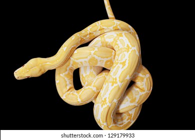 2,961 Tiger snakes Stock Photos, Images & Photography | Shutterstock