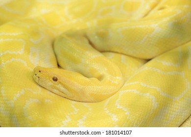 Gold Pythonreticulated Python Python Reticulatus Foto Stok 307703714 ...