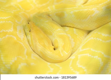 Tiger Albino Python Snake Yellow Viper Stock Photo 181395689 | Shutterstock