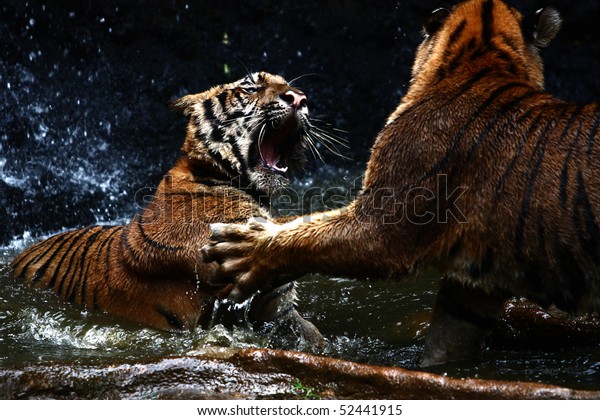Tiger Attack Other Tiger Stock Photo (Edit Now) 52441915