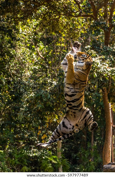 Tiger Attacking Prey Midair Stock Photo 597977489 | Shutterstock