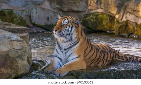 552 Tiger Bathing Images, Stock Photos & Vectors | Shutterstock