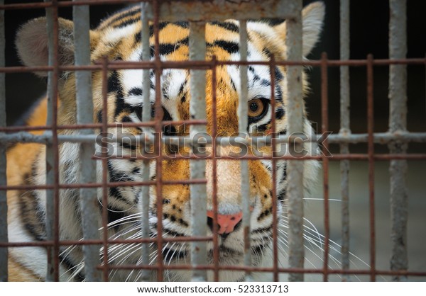 Tiger Behind Bars Concept Animals Captivity Stock Photo 523313713 ...