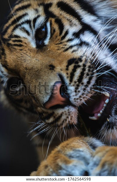 Tiger Biting Tree Stock Photo 1762564598 | Shutterstock