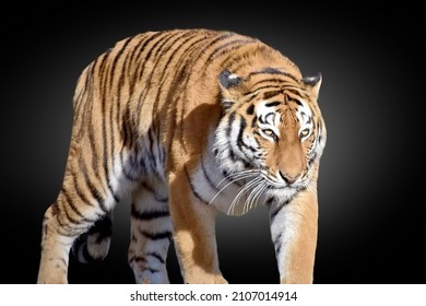 1,179 Tiger full body Images, Stock Photos & Vectors | Shutterstock