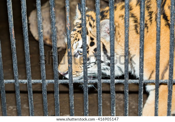 Tiger Cage Stock Photo (Edit Now) 416905147