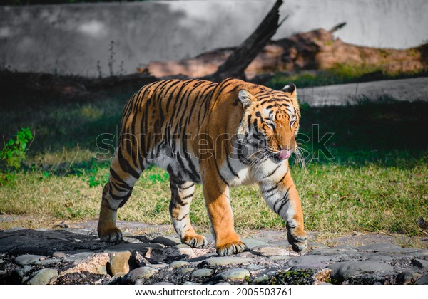 Tiger Captured Wild Stock Photo 2005503761 | Shutterstock