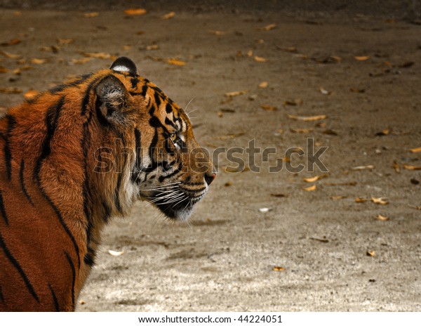 Tiger Cub Sideview Stock Photo 44224051 | Shutterstock