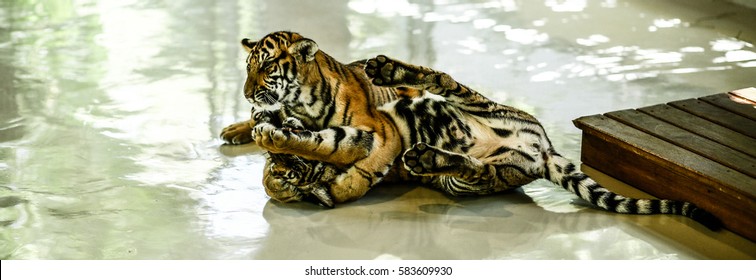 54,479 Cute tiger Stock Photos, Images & Photography | Shutterstock