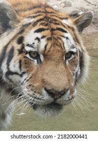1,161 Tiger thinking Images, Stock Photos & Vectors | Shutterstock