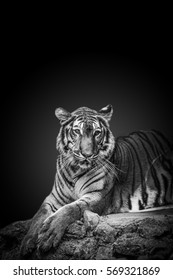 Tiger Dramatic Tone Dark Background Stock Photo 569321869 | Shutterstock