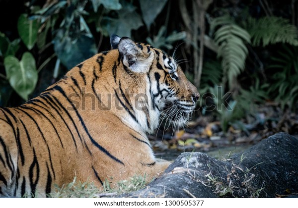 Tiger Dramatic Tone Select Focus Eye 스톡 사진 1300505377 | Shutterstock