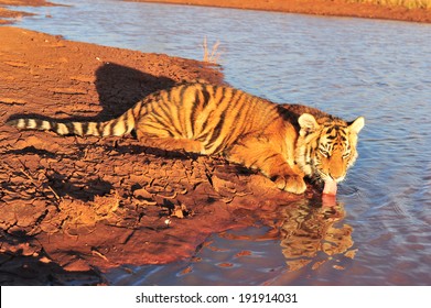 619 Thirsty Tiger Images, Stock Photos & Vectors | Shutterstock