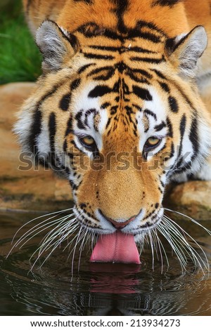 Tiger Drinking Water Stock Photo (Edit Now) 213934273 - Shutterstock