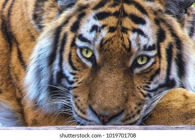 Tiger Face Close Stock Photo 1019701708 | Shutterstock