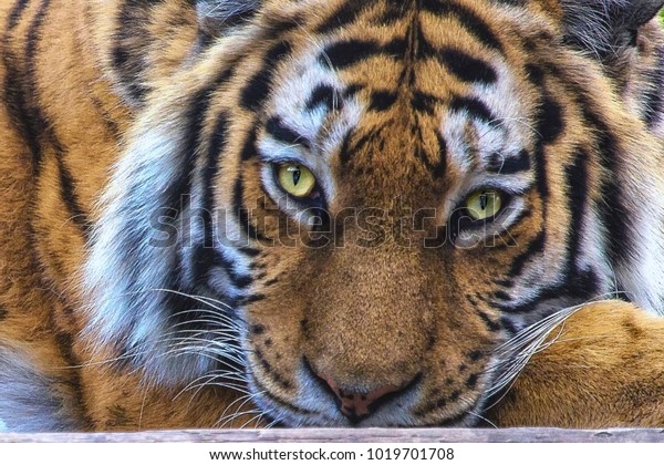 Tiger Face Close Stock Photo 1019701708 | Shutterstock