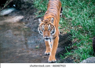 Tiger Facing Forward Stock Photo 460487923 | Shutterstock