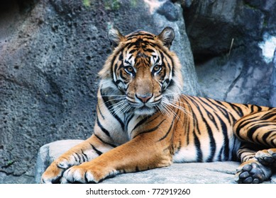Tiger Front View Stock Photo (Edit Now) 772919260