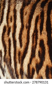 Tiger Fur Pattern Stock Photo 278790131 | Shutterstock