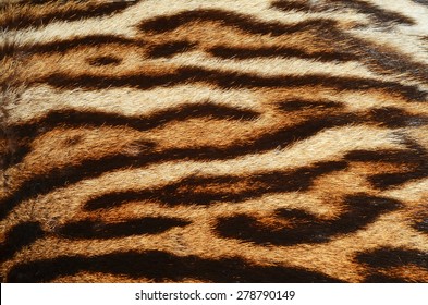 Tiger Fur Pattern Stock Photo 278790149 | Shutterstock