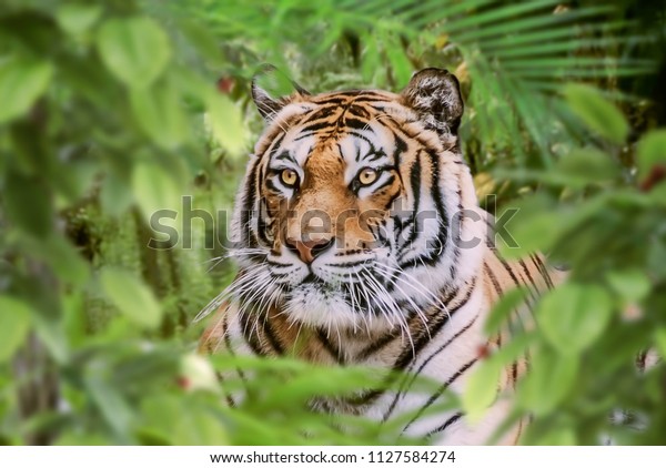 Tiger Hidden Forest Stock Photo (Edit Now) 1127584274