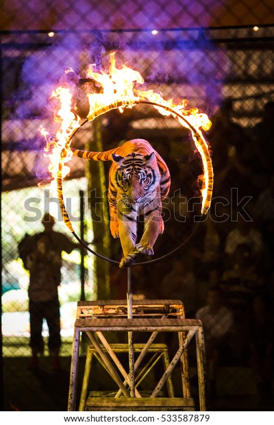 Tiger Jumps Through Ring Fire Stock Photo (Edit Now) 533587879