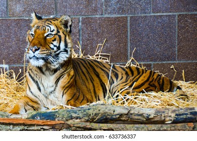 Tiger Laying Down Stock Photo (Edit Now) 633736337