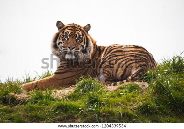Tiger Laying Down Resting Staring Looking Stock Photo (Edit Now) 1204339534