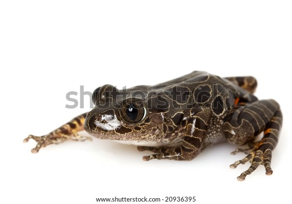 Tiger Leg Monkey Tree Frog Phyllomedusa Stock Photo 20936395 | Shutterstock