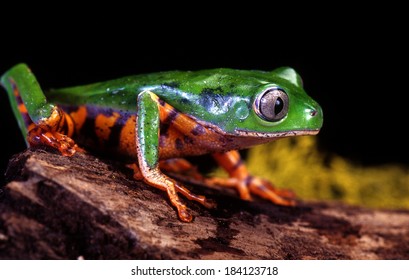 239 imágenes de Tiger toad - Imágenes, fotos y vectores de stock ...