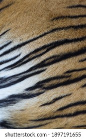 Tiger Lines Tiger Pattern Wild Texture Stock Photo 1897191655 ...