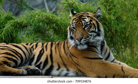 Tiger Looking Stock Photo 709534876 | Shutterstock