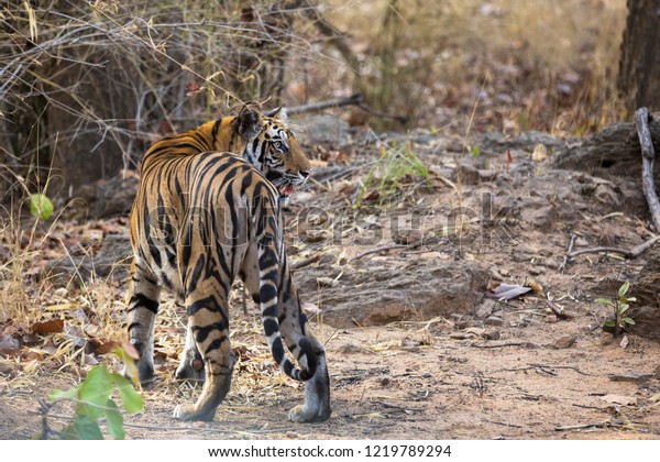 Tiger Looking Back Stock Photo 1219789294 | Shutterstock