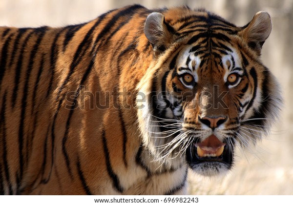 Tiger Looking Camera Stock Photo 696982243 | Shutterstock