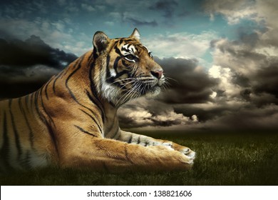 13,035 Cat cloud Stock Photos, Images & Photography | Shutterstock