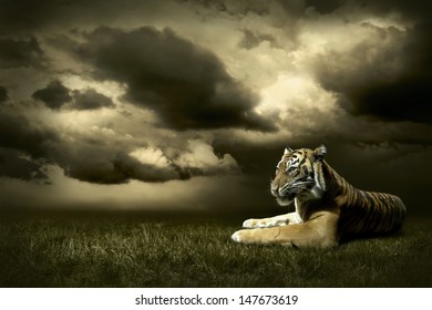 Tiger Looking Sitting Under Dramatic Sky Stock Photo 147673619 ...