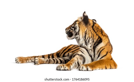 698 Tiger looking back Images, Stock Photos & Vectors | Shutterstock