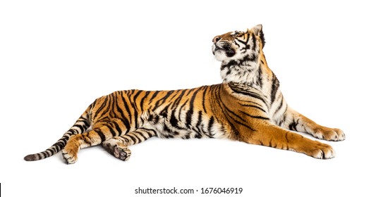 698 Tiger looking back Images, Stock Photos & Vectors | Shutterstock