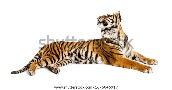 Tiger Lying Down Looking Backward Big Stock Photo 1676046919 | Shutterstock