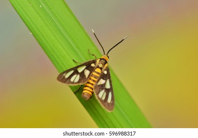 3,597 Garden Tiger Moth Images, Stock Photos & Vectors | Shutterstock