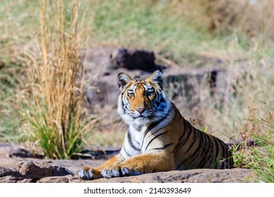 698 Tiger looking back Images, Stock Photos & Vectors | Shutterstock