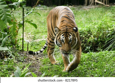 2,684 imágenes de Tiger prowling - Imágenes, fotos y vectores de stock ...