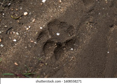 63 Tiger pug mark Images, Stock Photos & Vectors | Shutterstock