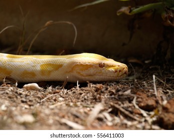 Tiger Python Albino Stock Photo 556411003 | Shutterstock