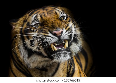 Tiger Ready Attack Foto de stock 185766821 | Shutterstock